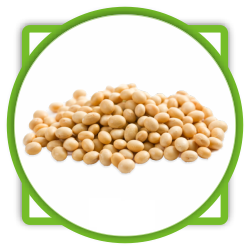 सोयाबीन अर्थचक्र